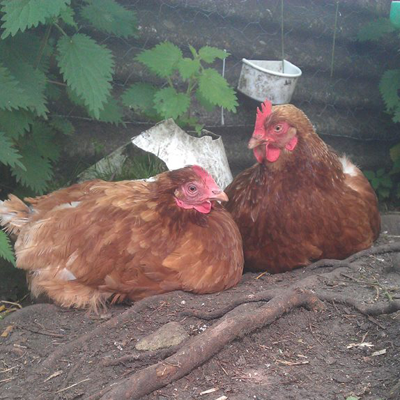 Blog | SlepiceVNouzi.cz