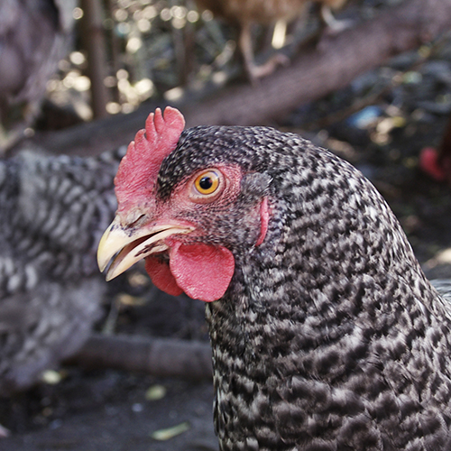 Blog | SlepiceVNouzi.cz